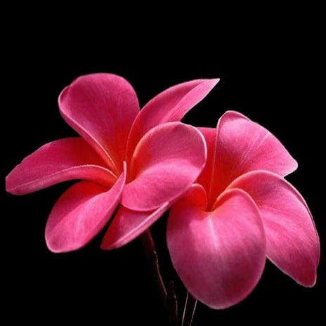 Bellissimi fiori | PPS