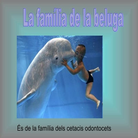 Beluga | PPT