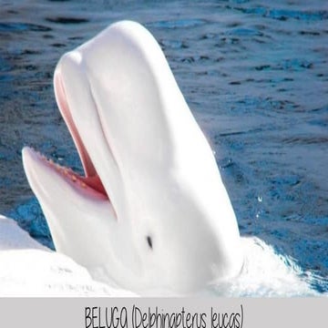 Beluga [autosaved] | PPT