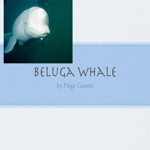 Beluga Whale | KEY