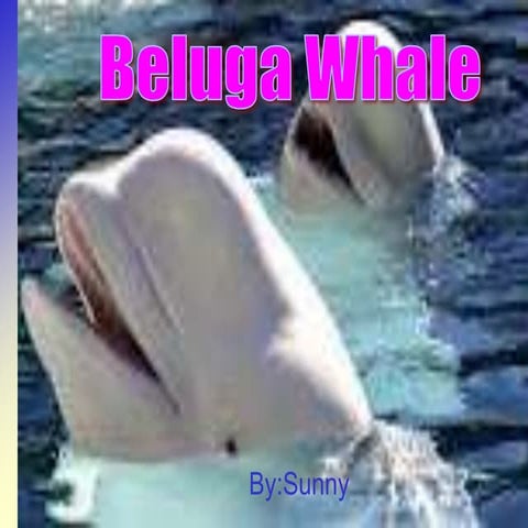 Beluga Whale by Sunny | PPTX | Large Animals | Pets