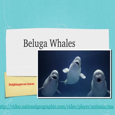 Beluga whales | PPT | Polar Travel | Travel Locations