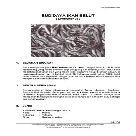 Belut | PDF