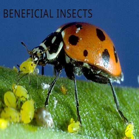 beneficial insects in agriculture entomology | PPTX