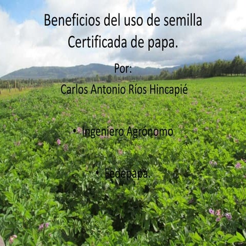 Beneficios del usos de semilla certificada de papa ing. carlos rios | PPTX
