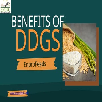 what is the Benefits of DDGS in animal feed? | PPTX