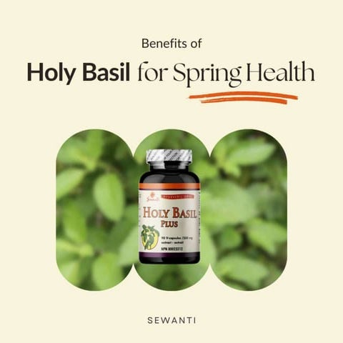 Benefits of Holy Basil for Spring Health | PPTX