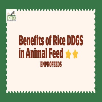 benefits of rice ddgs in animal feed.pdf