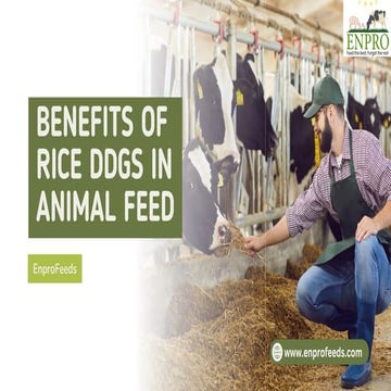 Benefits of Rice DDGS in Animal Feed - 3.pdf