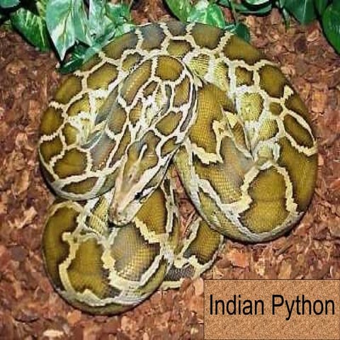 Indian Python | PPT