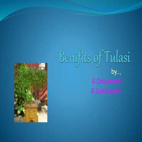 Benifits of tulsi | PPTX