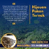 Biji Indigofera, HUB 0811 2878 202, Benih Indigofera, Budidaya ...