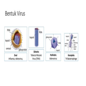 Bentuk Virus.pptx