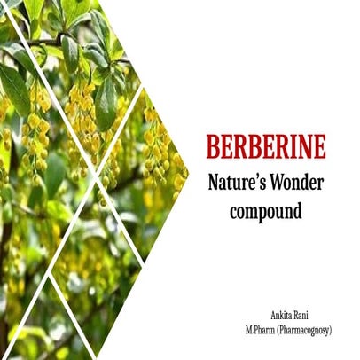 Berberine:- “The Nature’s Wonder compound”. | PPTX