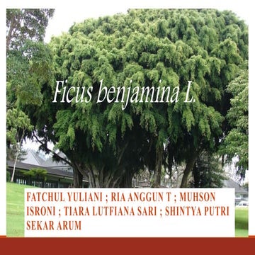 Beringin.pptx
