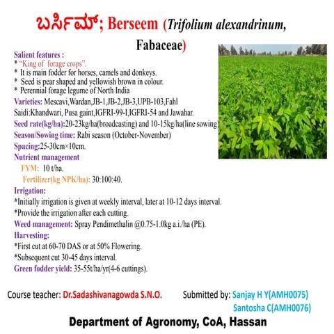 berseem crop production and its cultivation .pptx