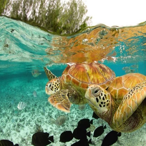 Best Animal Photographs | PPS