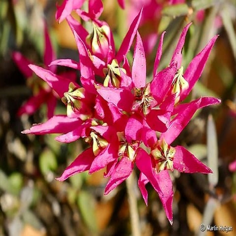 Best Beautiful Uncommon Flower Photographs | PPS