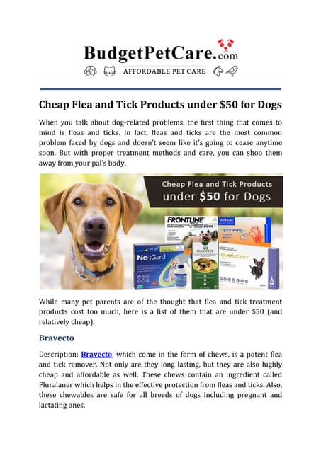 Top Flea & Tick Solutions for Dogs: Your 2024 Handy Guide | PPT
