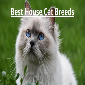 Best House Cat Breeds in 2024 (Which Cat is Best for your House?) | PDF ...