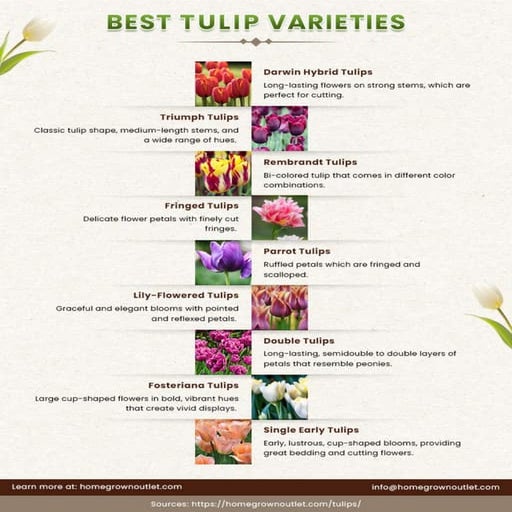 Best Varieties of Tulip - Homegrown Outlet | PDF