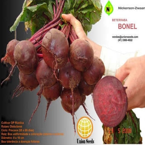 Beterraba Bonel | PPT