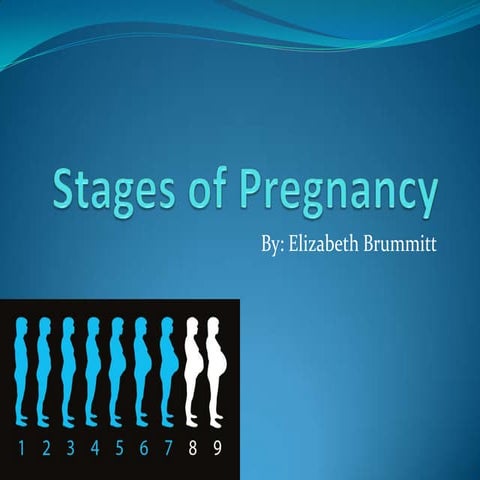 The Trimester Pregnancy | PPT