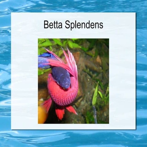 Betta | PDF