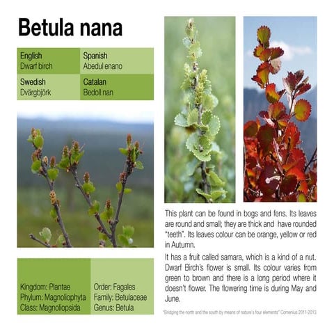 Betula nana | PPT