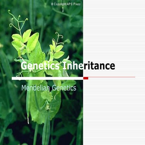 Mendelian genetics | PPT