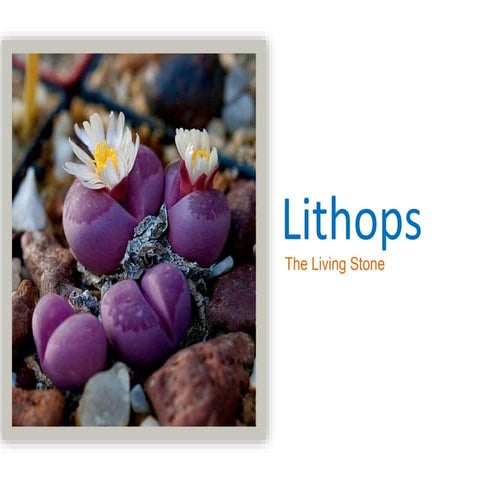 Lithops the living stone | PPT