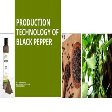 Production technology ofBlack Pepper.pptx