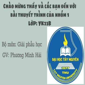 GIẢI PHẪU CẲNG TAY | PDF