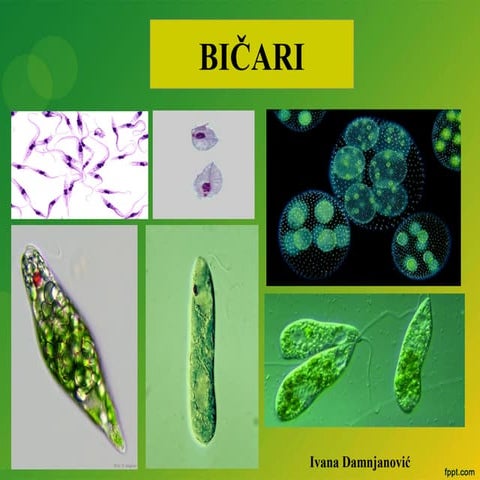 Bičari | PPT