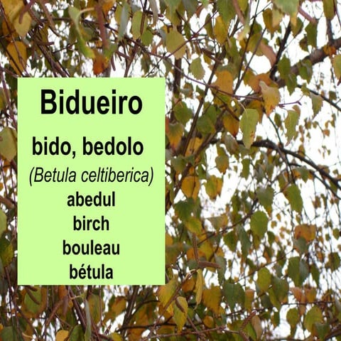 Bidueiro (Betula celtiberica) | PPS