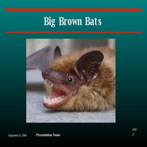 Big Brown Bats by Michael C. | PPT