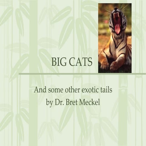 Big Cats And Zoo Med | PPT | Veterinary Medicine | Pets