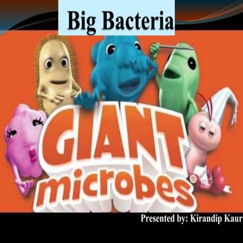 Big bacteria ppt | PPTX