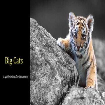 BigCats.pptx | Cats | Pets