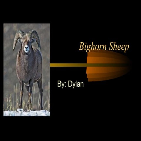 Bighorn Sheep by Dylan | PPT