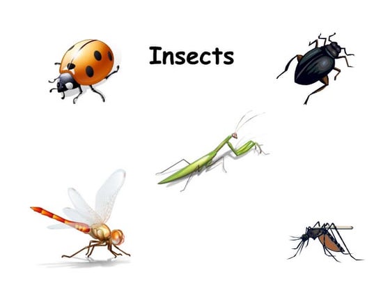 Insects powerpoint | PPTX | Beekeeping | Hobbies & Interests