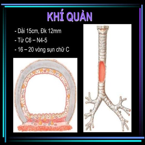 Khí quản phế quản-phổi | PPT