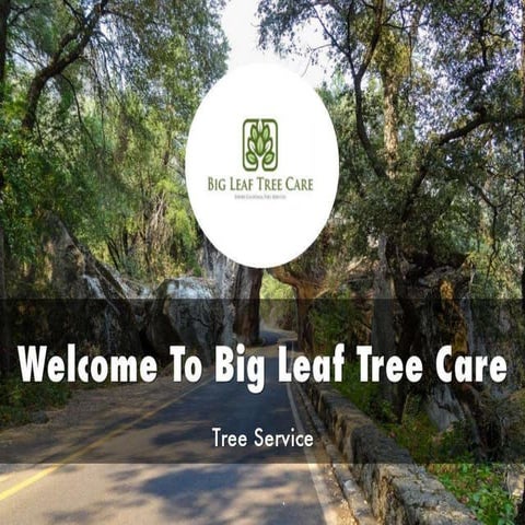 Big leaf tree care presentation | PPTX