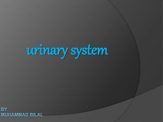 Anatomy and physiology (urinary system) | PPT