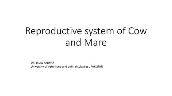 Male reproductive system of cattle | PPTX | Infertility | Reproductive ...