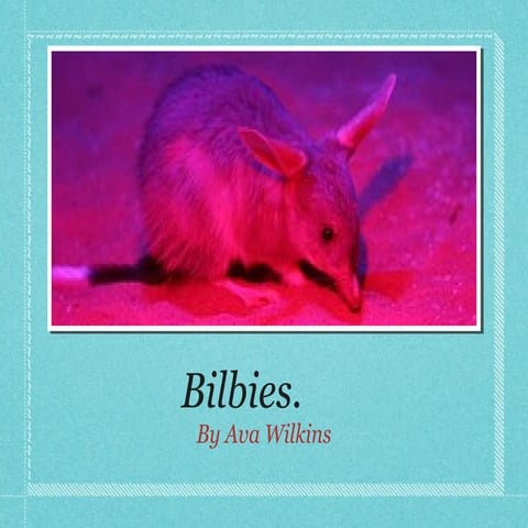 Bilbies by Ava | PPT