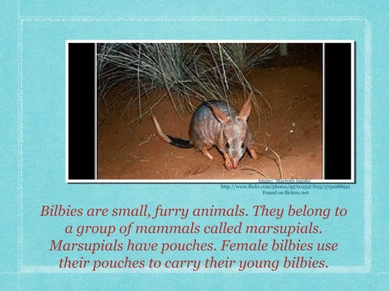 Bilbies by Ava | PPT
