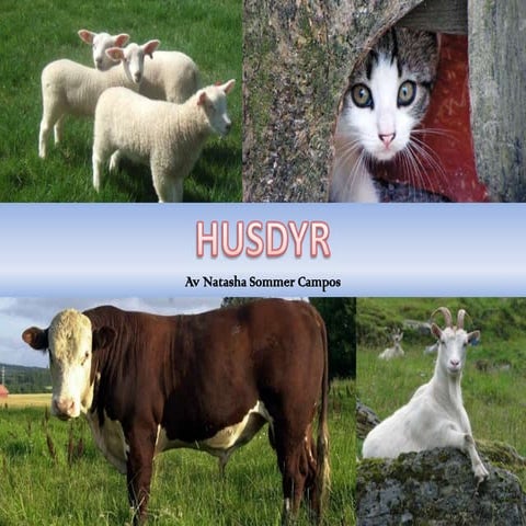 Bildebok Husdyr | PPTX