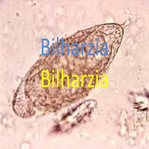 Bilharzia | PPTX