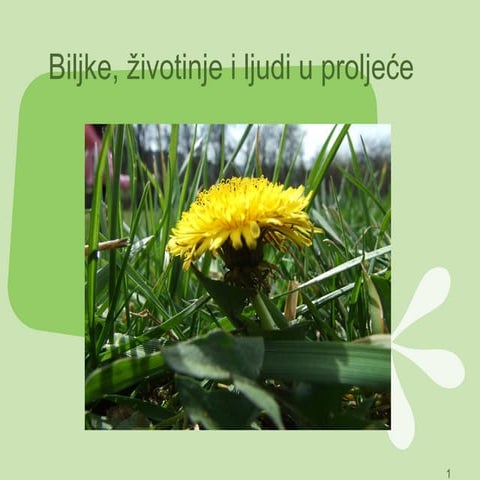 List - biljni organi, dijelovi biljke.pptx